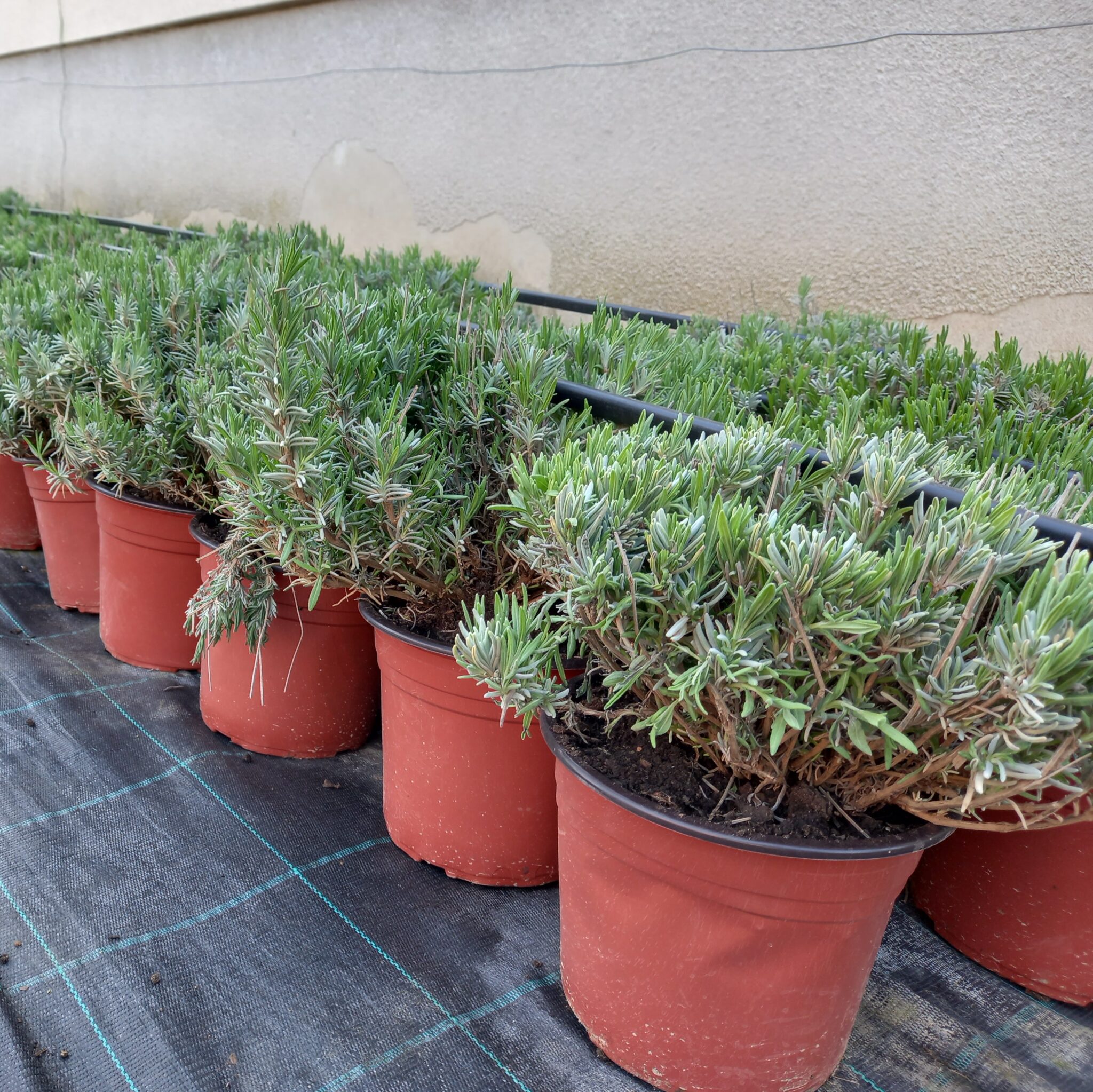 Lavanda sadnica u saksiji cena, jeftine sadnice lavande