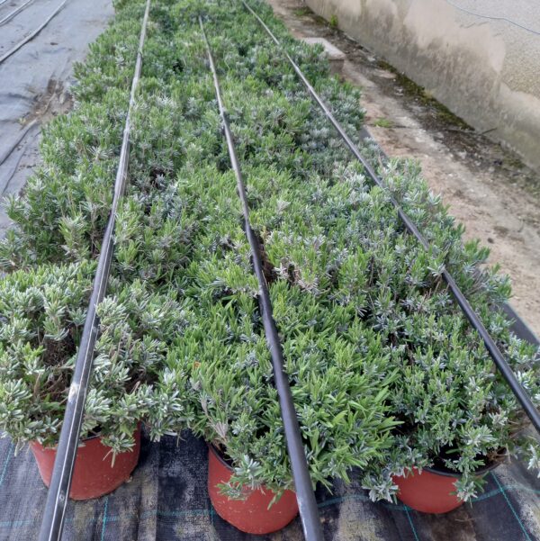 Lavanda sadnica u saksiji cena, jeftine sadnice lavande