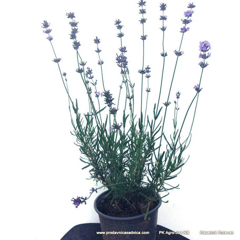 Lavanda sadnica u saksiji cena, jeftine sadnice lavande