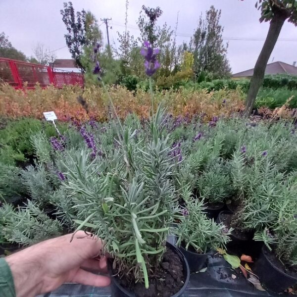 Lavanda sadnica u saksiji cena, jeftine sadnice lavande