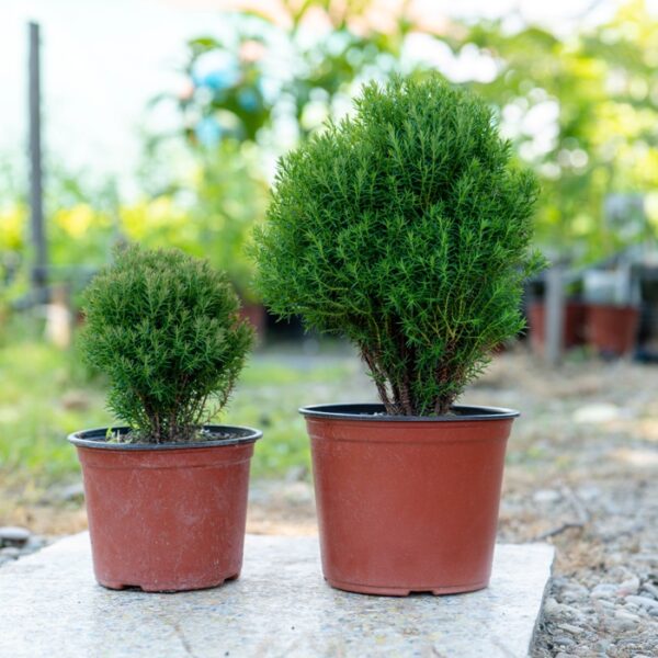 Patuljasta tuja, patuljasta tuja sadnica, cena sadnica patuljasta tuja