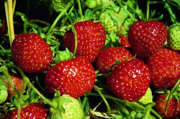 Prodaja sadnica,Vocne sadnice, Poljoprivredni Klaster Agro Jug