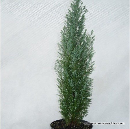 Kupasta tuja, kupasta tuja sadnica, prodaja kupasta tuja 120-140 cm