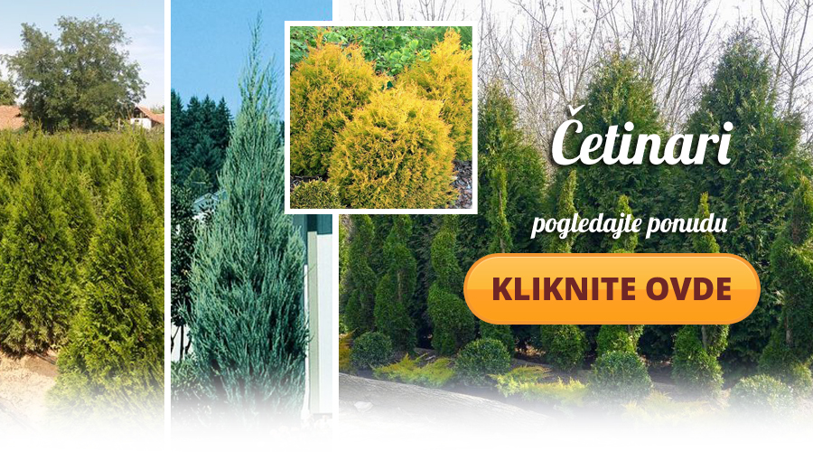 Prodaja sadnica, vocne sadnice, sadnice na prodaju, cetinari sadnica