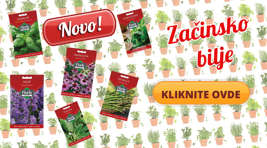 Prodaja sadnica, vocne sadnice, sadnice na prodaju, cetinari sadnica