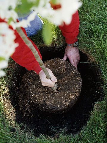 Kako posaditi drvo - Savet - Prodaja sadnica