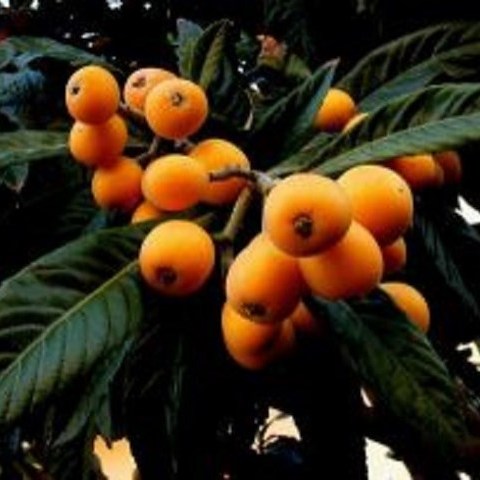 Japanska mušmula Nešpula - Prodaja sadnica