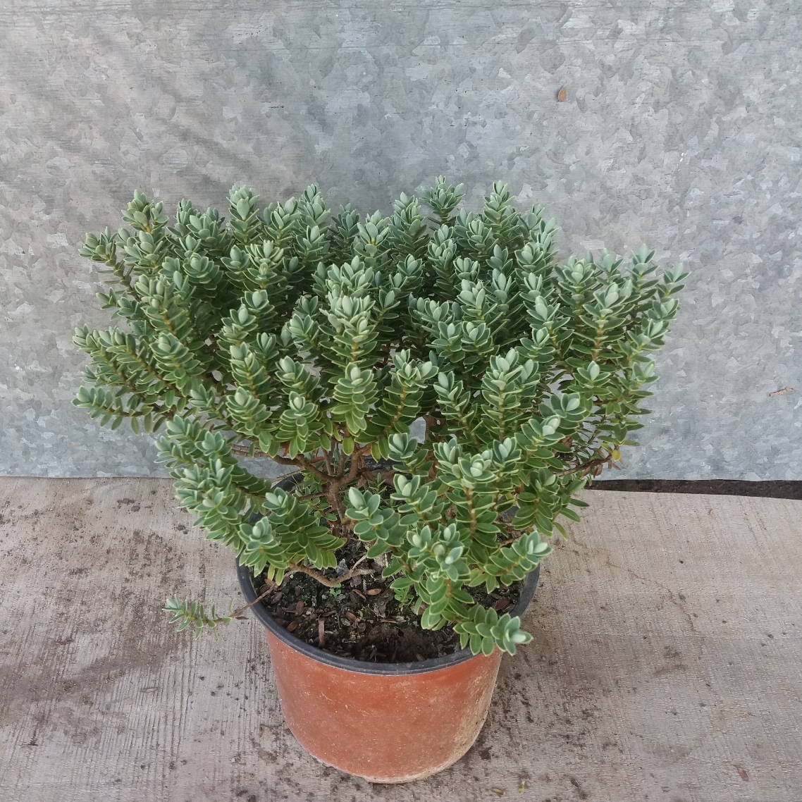 Lavanda sadnica u saksiji cena, jeftine sadnice lavande
