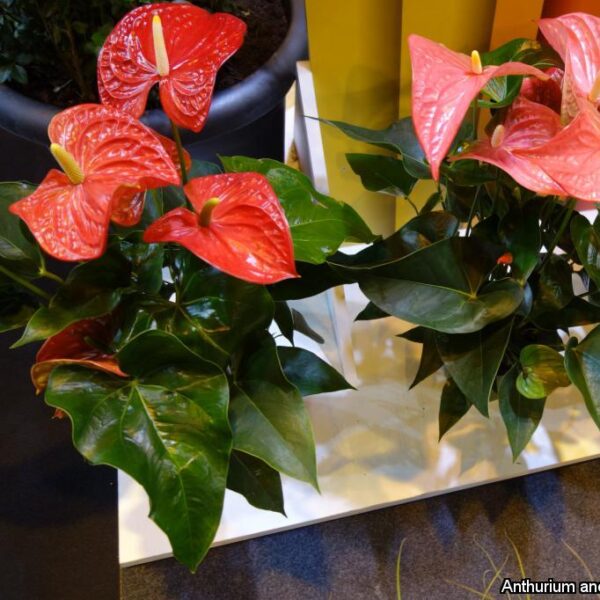 Anturijum, flamingov cvet, plamenac, Anthurium andreanum sobno cvece