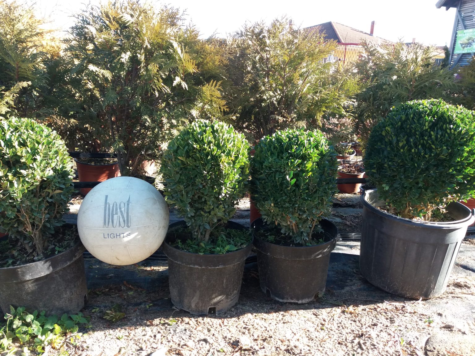 Simsir lopta, šimšir ukrasno grmlje, zimzeleni simsir