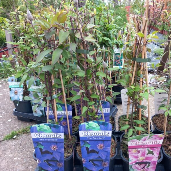 Klematis sadnica, prodaja clematis sadnica, clematis cena