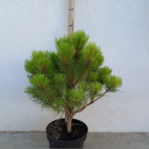 Patuljasti bor na štapu, bor drvo na stapu cena, bor patuljasti cena