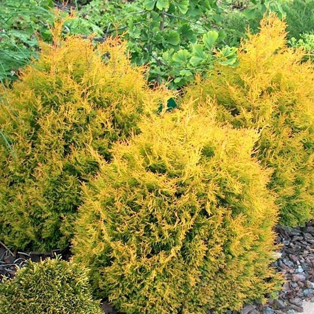 THUJA OCCIDENTALIS RHEINGOLD - Prodaja sadnica