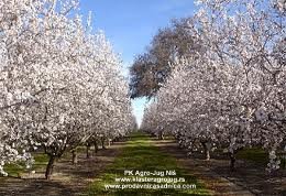 Badem, prodaja sadnica badema, sadnice badem prodaja