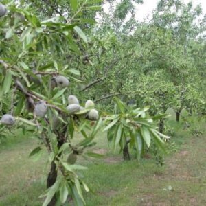 Badem, prodaja sadnica badema, sadnice badem prodaja