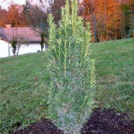Prodaja sadnica, vocne sadnice, sadnice na prodaju, cetinari sadnica