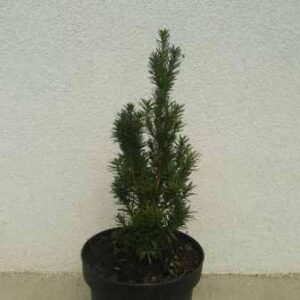 Tisa 20-40 cm - Prodaja sadnica