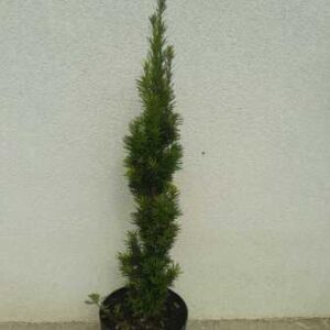 Tisa 50+ cm - Prodaja sadnica