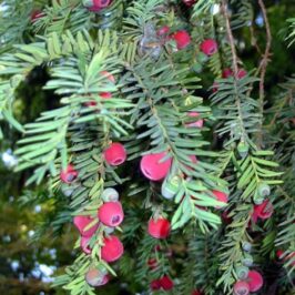 Prodaja sadnica, vocne sadnice, sadnice na prodaju, cetinari sadnica