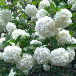 Snezna lopta - Viburnum opulus roseum – snowball – snežne lopte