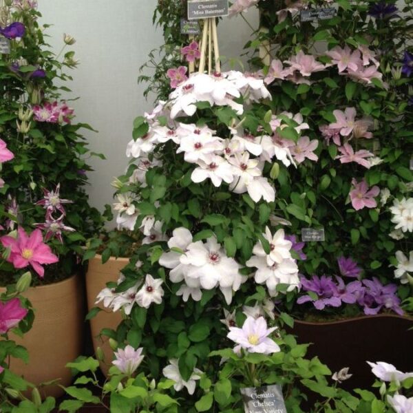 Clematis Miss Bateman - Prodaja sadnica