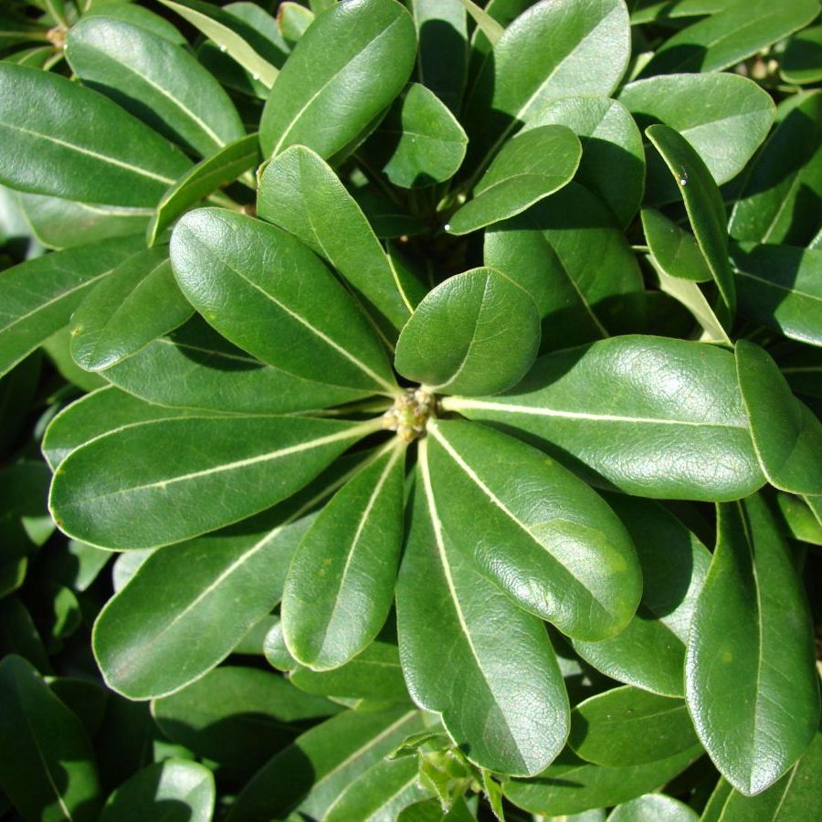 Jasmin, mirisni jasmin, zimski jasmin, jasmin zbun, sadnica jasmina