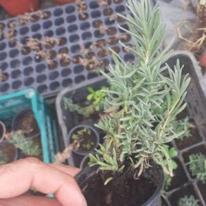 Lavanda sadnica u saksiji cena, jeftine sadnice lavande