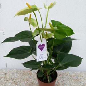 Anturijum, flamingov cvet, plamenac, Anthurium andreanum sobno cvece