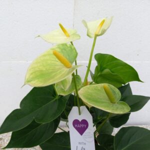 Anturijum, flamingov cvet, plamenac, Anthurium andreanum sobno cvece