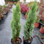 Cempres, cempres cena, cempres sadnica cena, elvudi, tuja