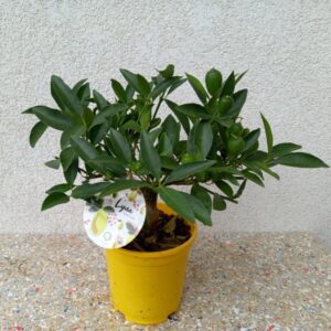 Mini Limun - Prodaja sadnica