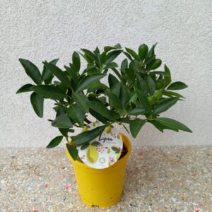 Mini Limun - Prodaja sadnica