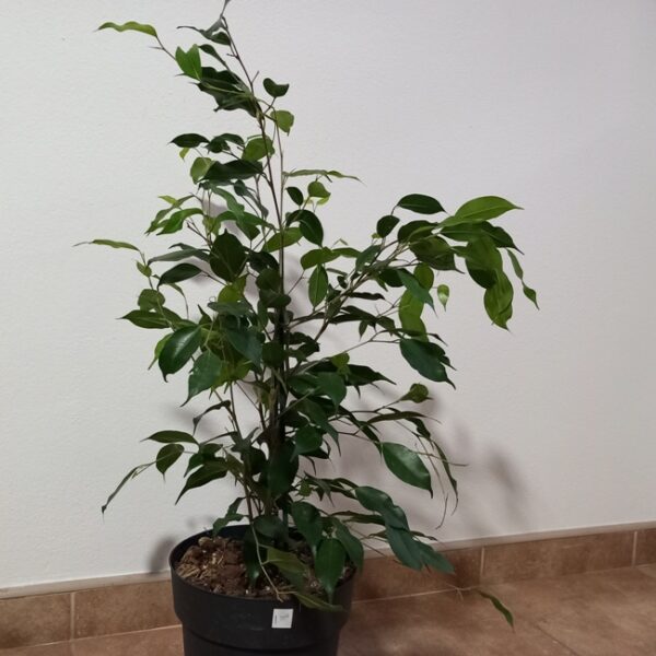 Bendžamin zeleni - Prodaja sadnica