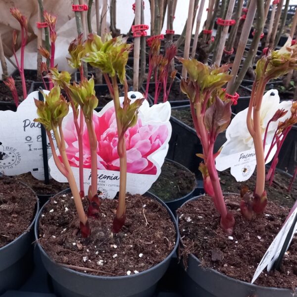 Božur pink - Prodaja sadnica