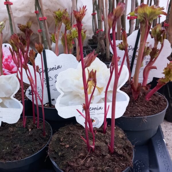 Božur beli - Prodaja sadnica