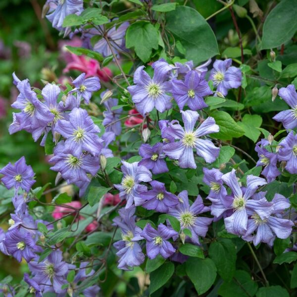 Klematis sadnica, prodaja clematis sadnica, clematis cena
