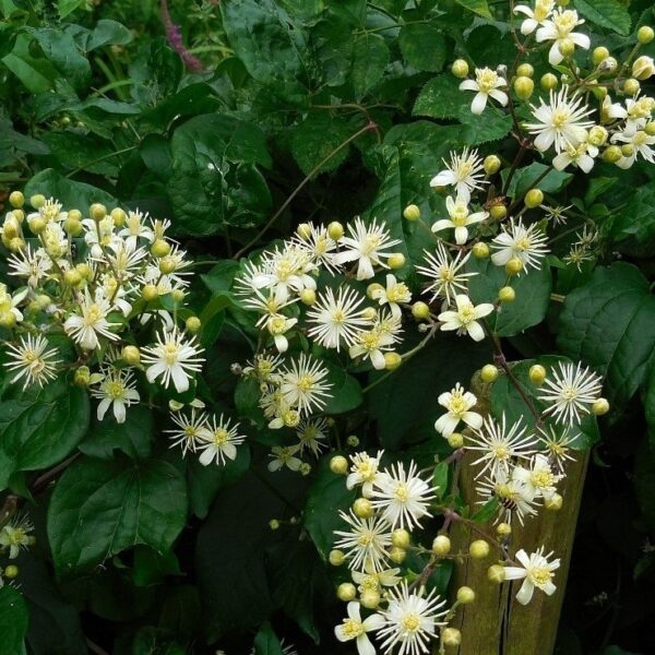 Klematis sadnica, prodaja clematis sadnica, clematis cena