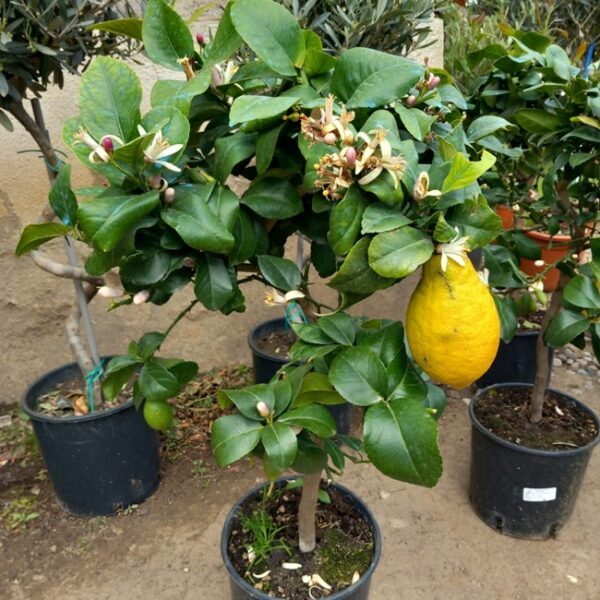 Limun, limun sadnica cena, prodaja sadnica limun, limun citrus