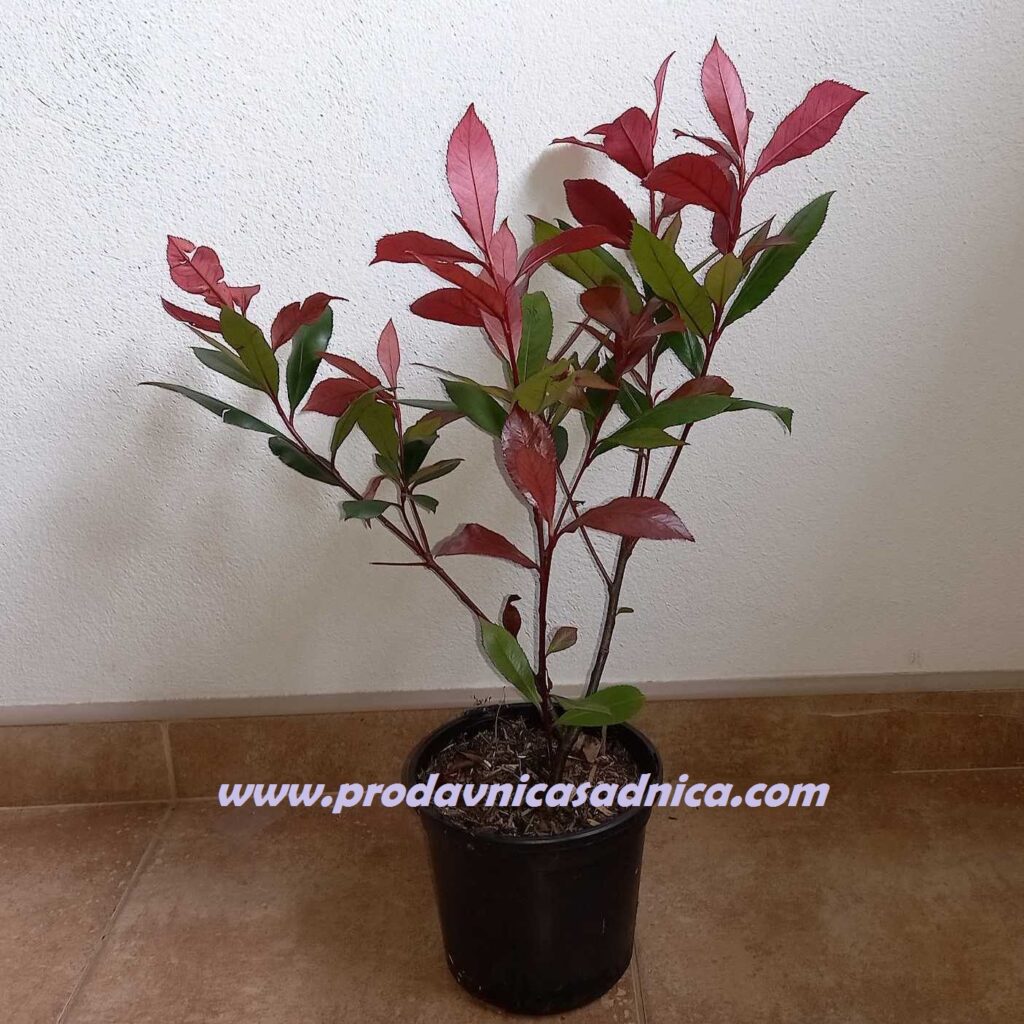 Fotinija fraseri Red Robin - Prodaja sadnica