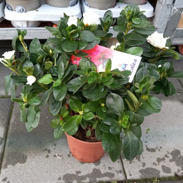 Azalea roza - Prodaja sadnica