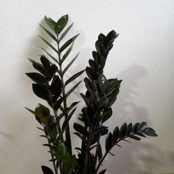 Zamioculcas Raven Crna zanija - zamija nega, pelcer, cena