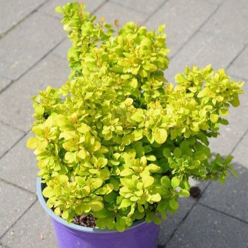 zuti berberis Archives - Prodaja sadnica