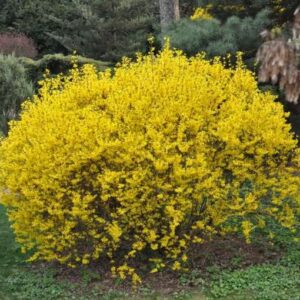 Forzicija - Prodaja sadnica