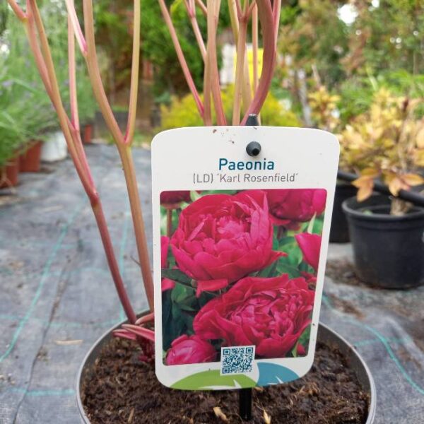 Božur crveni - Prodaja sadnica