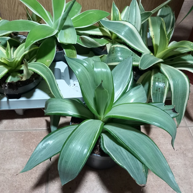 Agava zelena - Prodaja sadnica