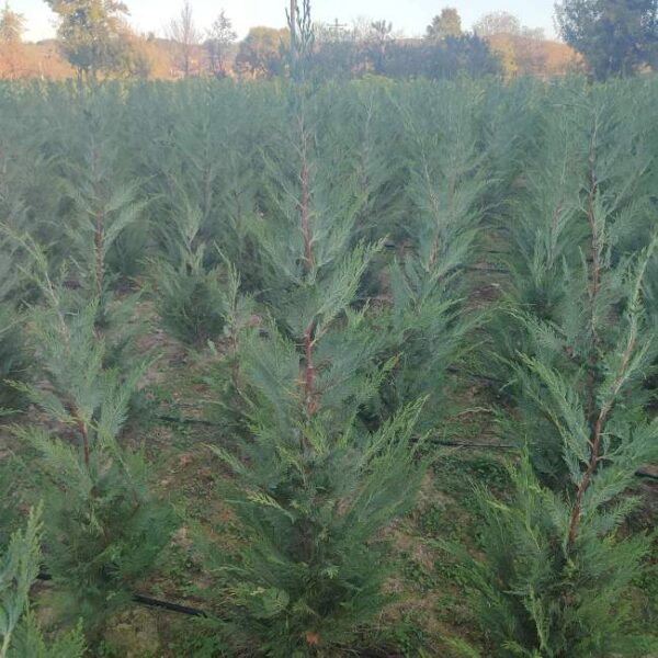 Cupressocyparis Leylandii 160 cm - Prodaja sadnica