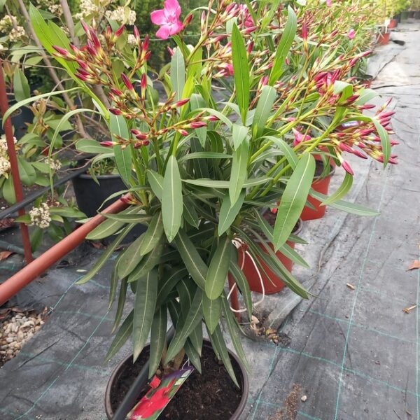Oleander crveni - Prodaja sadnica